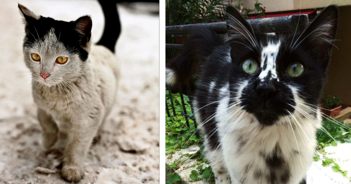30+ Cool Cats And Awwdorable Kittens With Purrfectly Unusual Markings ...