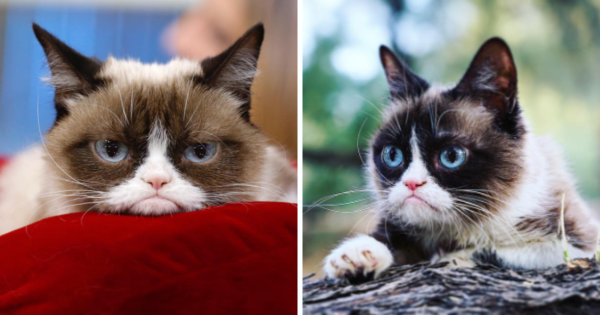 29 Funny Faces Of A Grumpy Cute Cat Living It's Best Grumpy Life - I ...