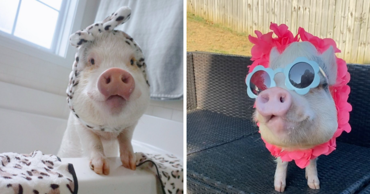 25 Playful Piggies Ready To Party Through The Weekend In Perfect Style ...
