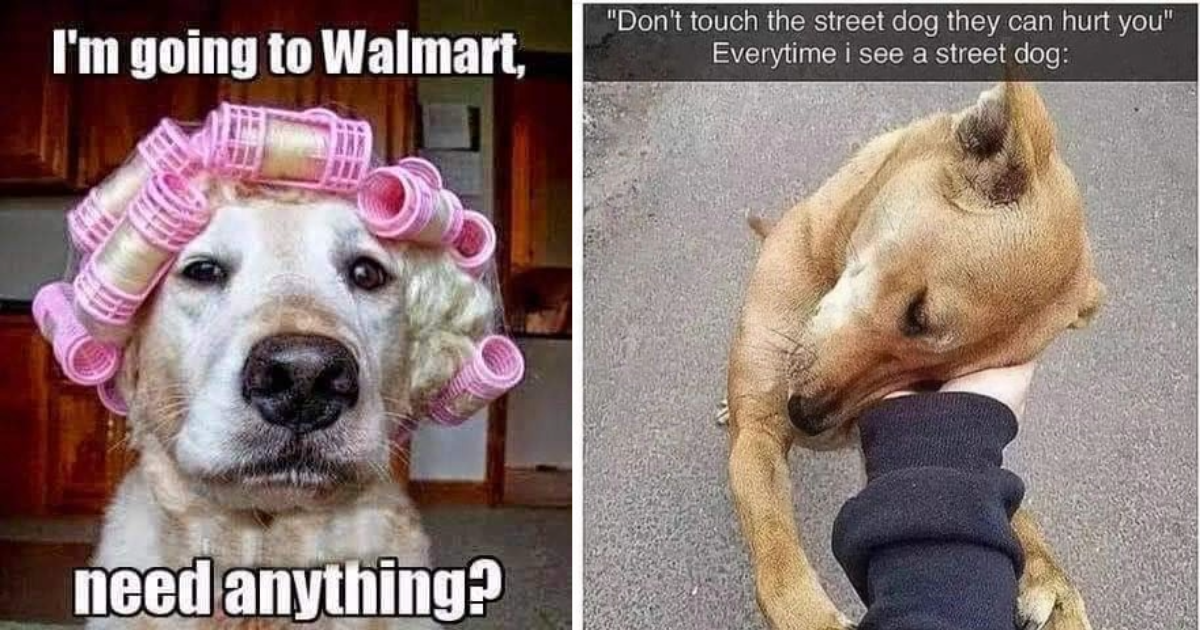 Heartwarming Dog Memes To Inspire You To Fulfill Your Weekend Dreams ...