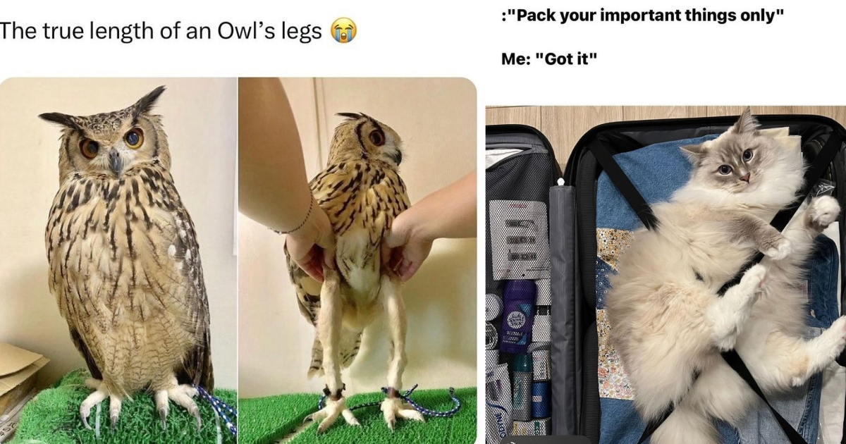 Sweet Memes Of Animals To Keep You Company Through Your Sleepy Saturday ...