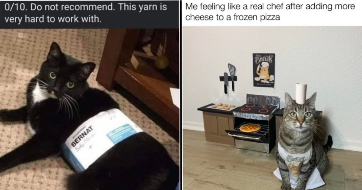 22 Hilarious Cat Memes For A Caturday Full Of Furry Feline Fun - I Can ...