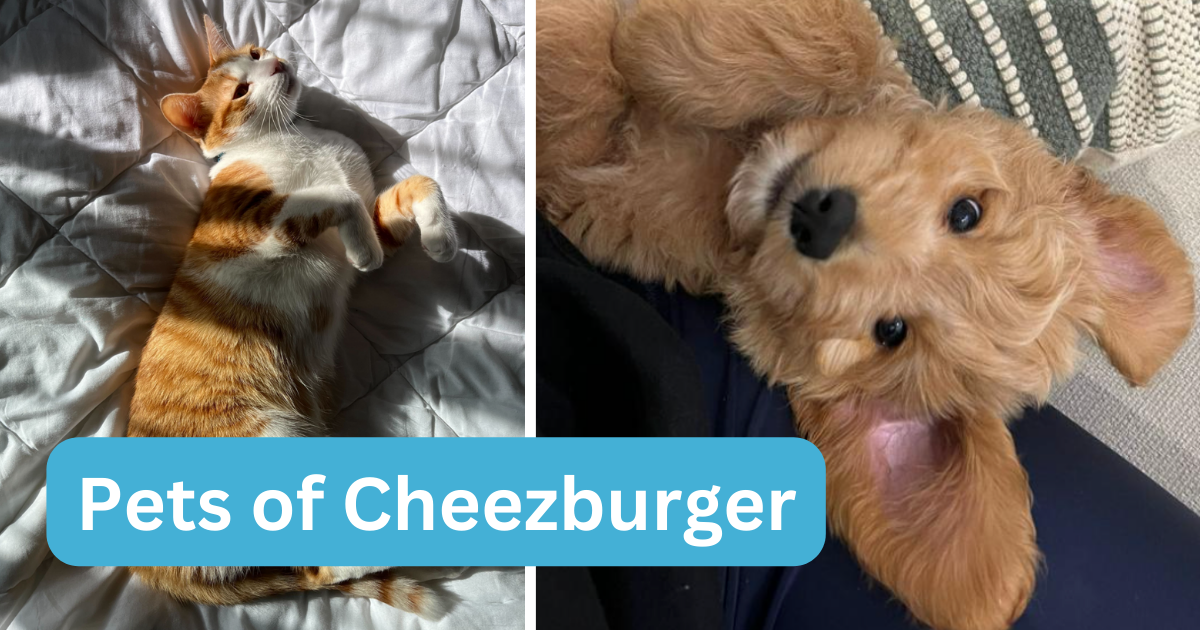 The Paws Behind the People: Cheezburger Staff Show Off Their Adorable ...
