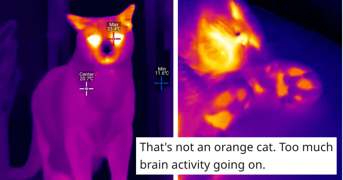 Feline Fanatic Buys $900 Infrared Camera To Take Pics Of Their Cat That ...