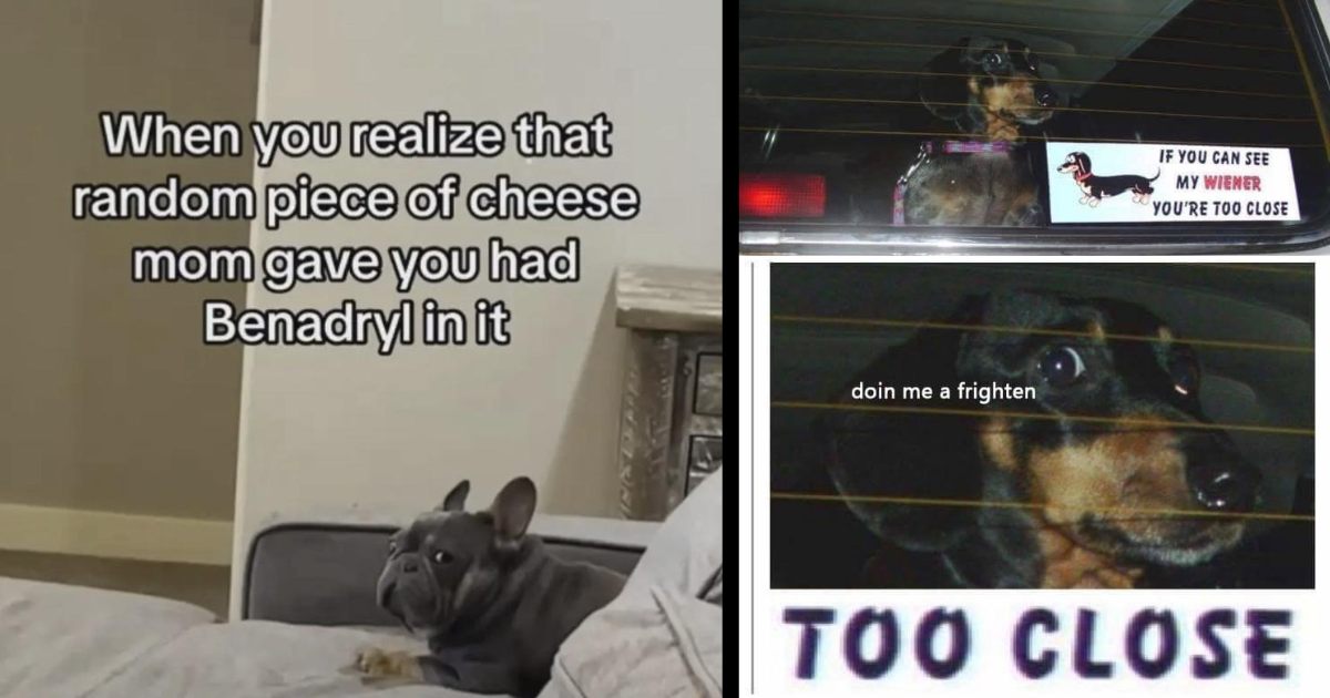 Laugh Snout Loud: 34 Howlarious Doggo Memes To Boost Your Doggie ...