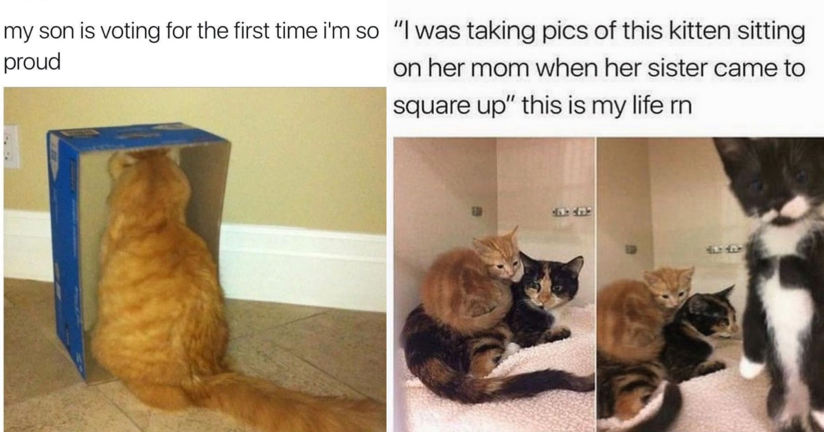 Cute And Cozy Cat Memes To Keep You Warm - I Can Has Cheezburger?