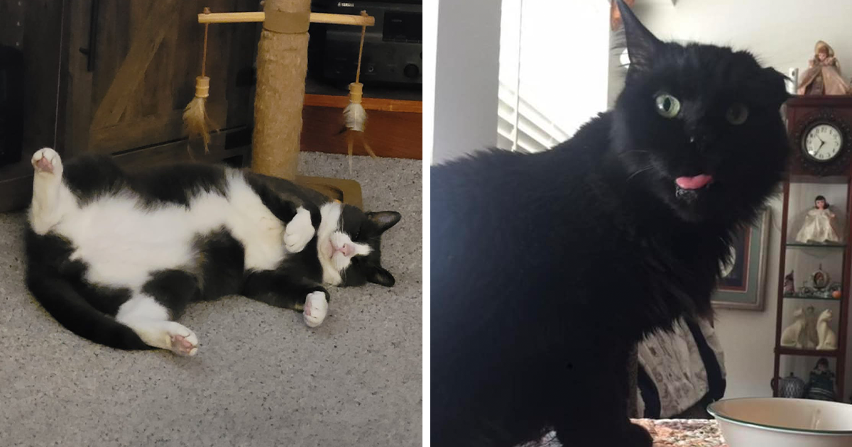 Goofy Pictures Of Cats Being Their Adorable, Silly, Goofy Selves ...