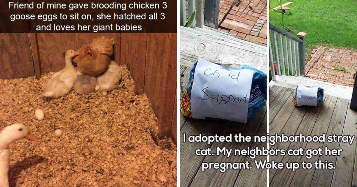 Absurd Animal Memes Our Boss Emailed Us This Monday Morning To Ease Our ...