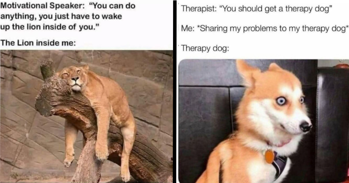 26 Howlarious Animal Memes For A Roaringly Good Time Full Of Laughter - Animal Comedy - Animal ...