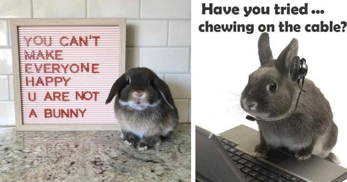 Wholesome Bunny Memes And Pics To Help You Hop Into The Week - Animal ...