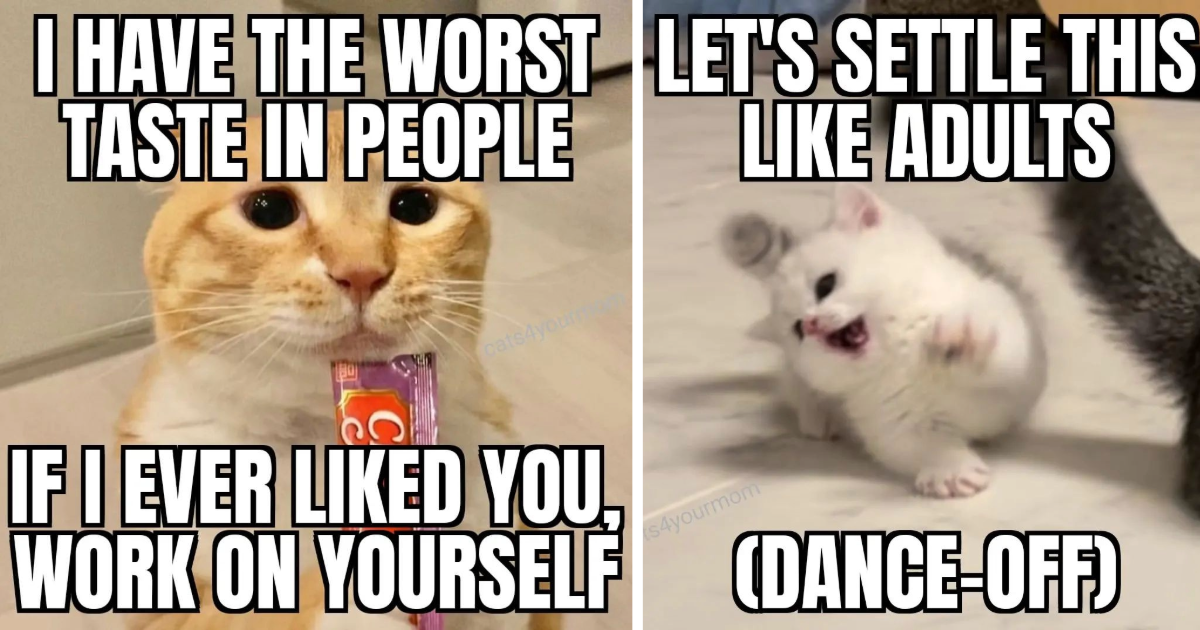 Rude And Riled Up Memes Of Cats On Their Worst Behavior - I Can Has ...