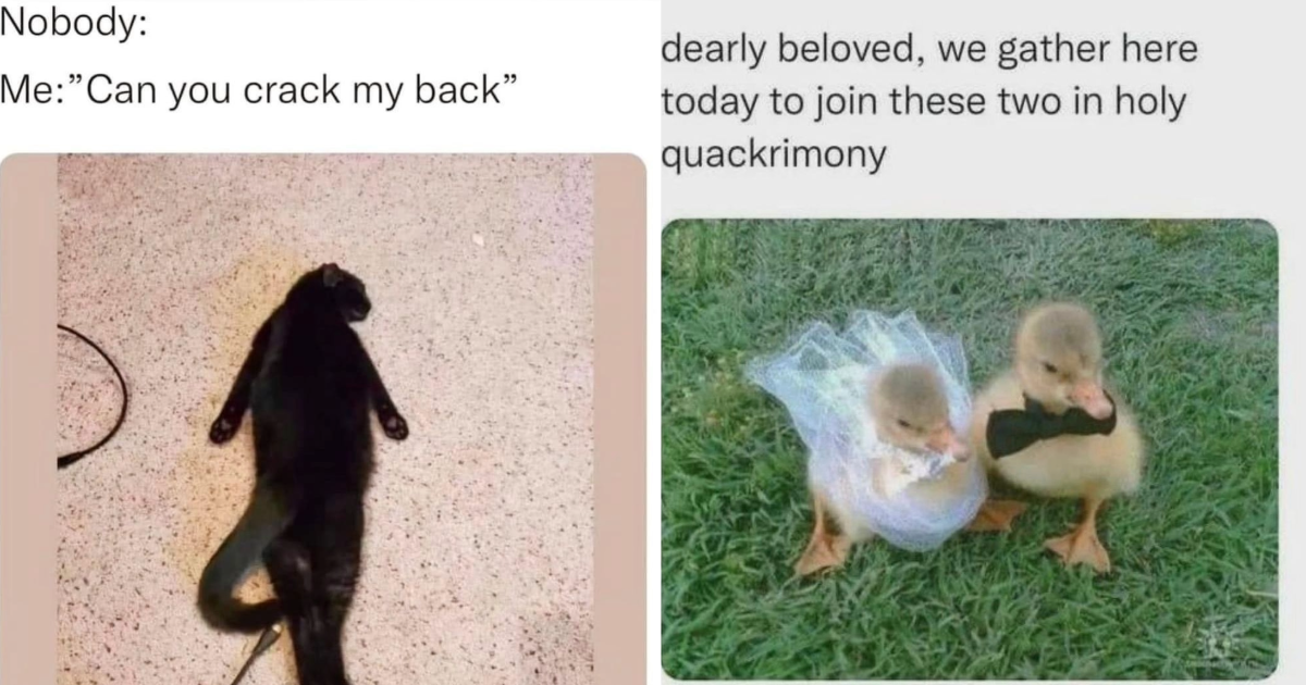 Relatable Animal Memes For All You Introverted Hoomans - Animal Comedy ...