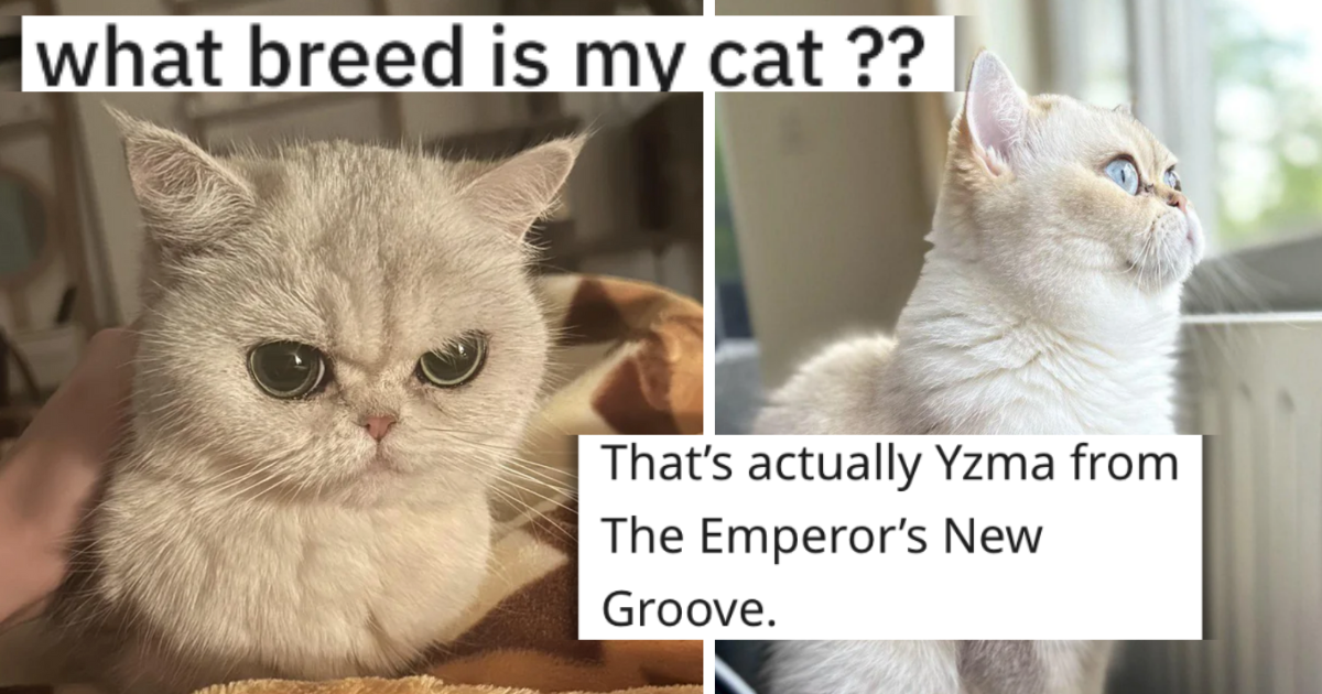 Smol Angry Potato Disguised As A Cat Fools The Internet Into A ...
