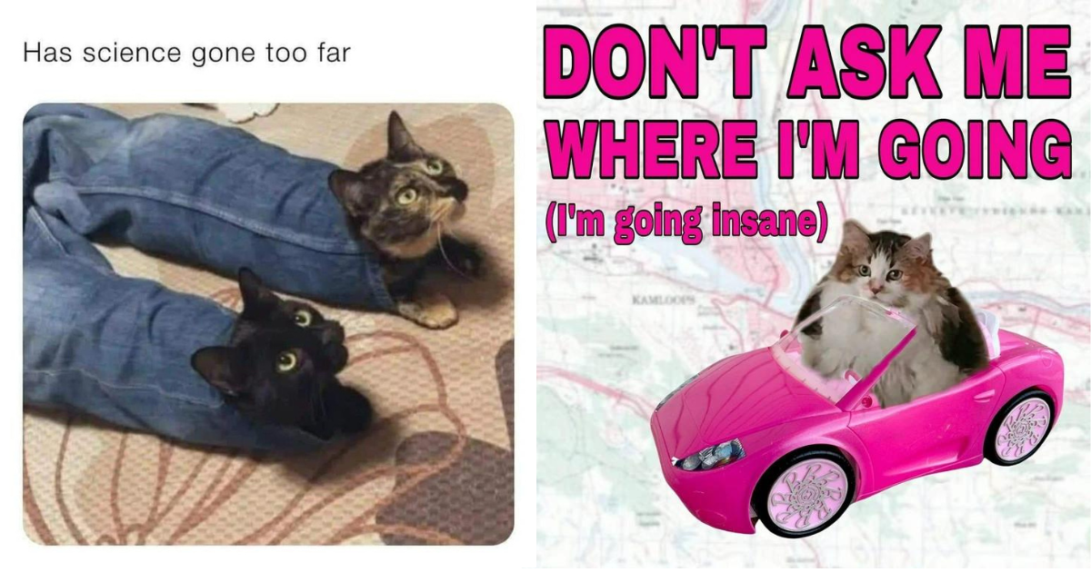 Feline Crazy With These 35 Unhinged Cat Memes - I Can Has Cheezburger?