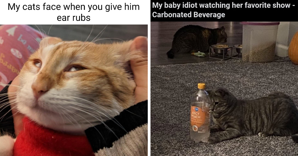 An Extra Dose Of Chaotic Cat Memes To Help All The Introverts Get Out ...