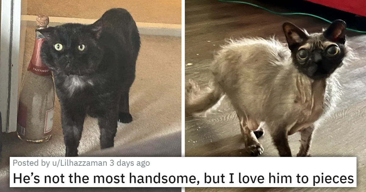 20 'Ugly' Cats Who May Not Be The Most Handsome But Are Purrfect To Us ...