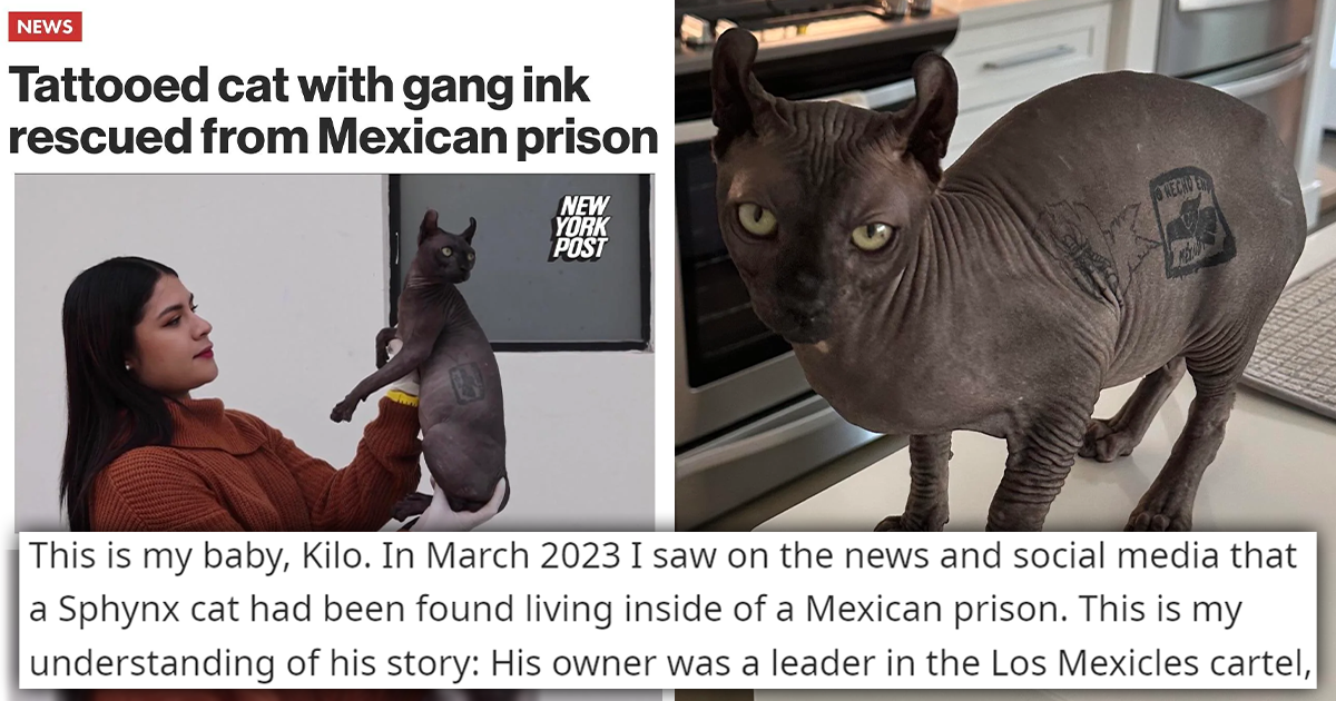 Cartel Cat With Gang Tattoos Finds Forever Home After Being Rescued ...