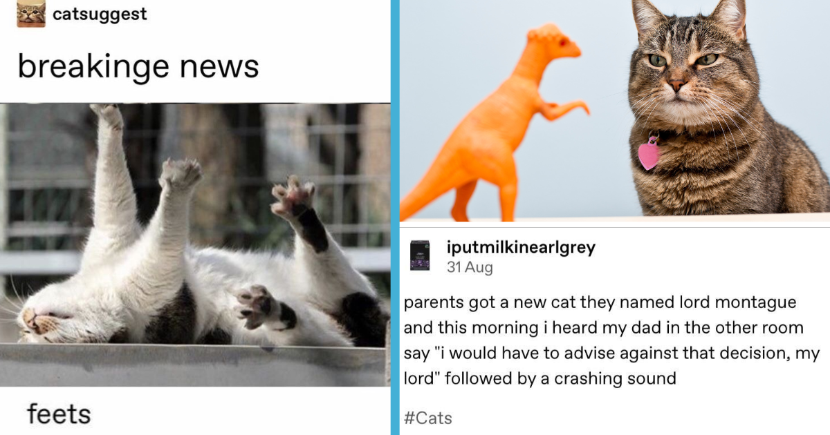 Meowmentous Memes: A Colossal Chonk Of Feline Funnies To Send To All ...