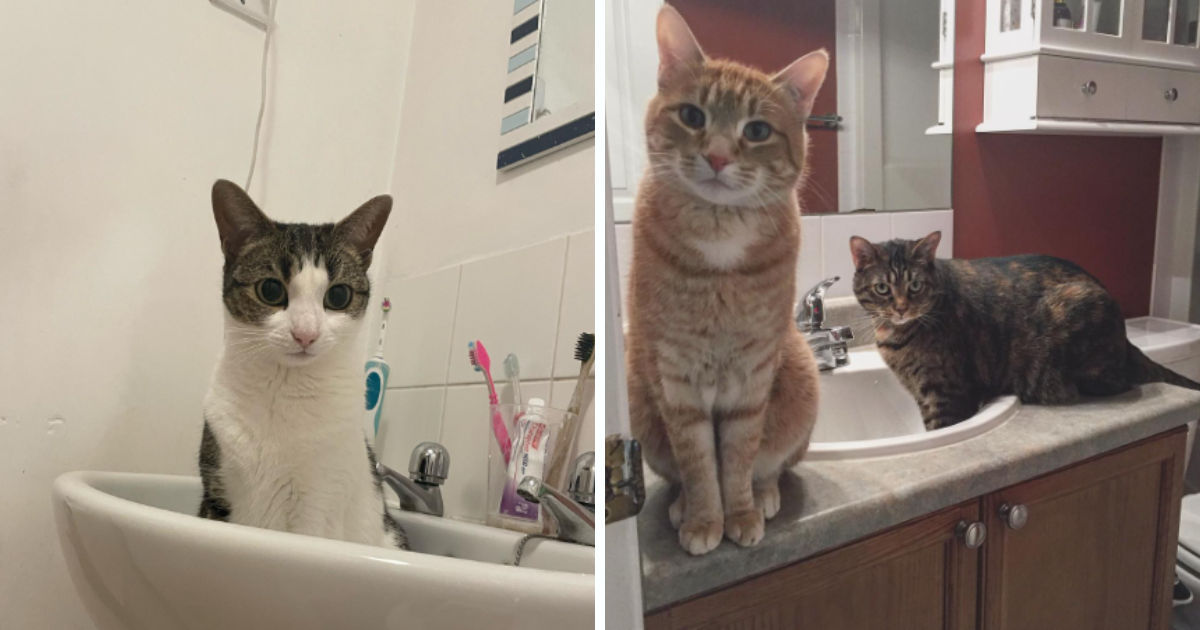 22 Cute Cozy Cats Choosing The Bathroom As Their Feline Fun Playground ...