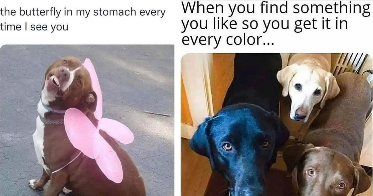 Cute Dog Memes To Get You Over The Hump - Animal Comedy - Animal Comedy ...