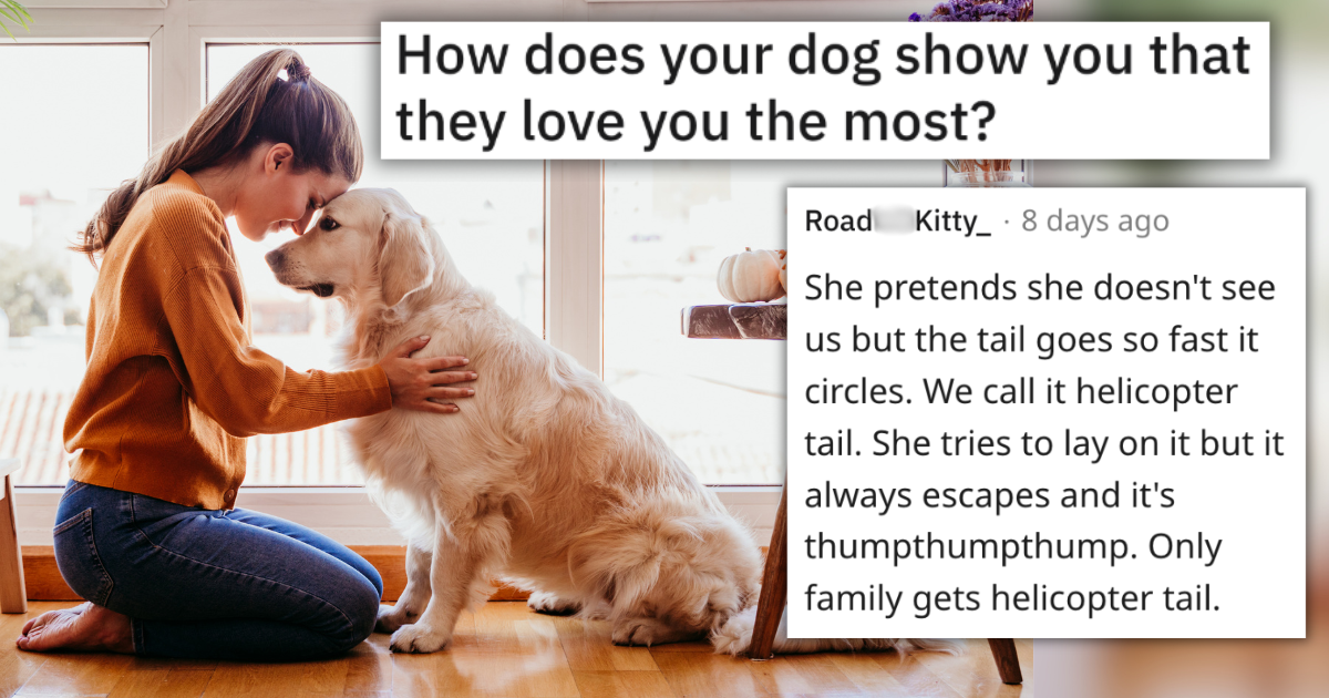 Furever Yours: 25 Heartwarming Doggo Declarations Demonstrating How ...