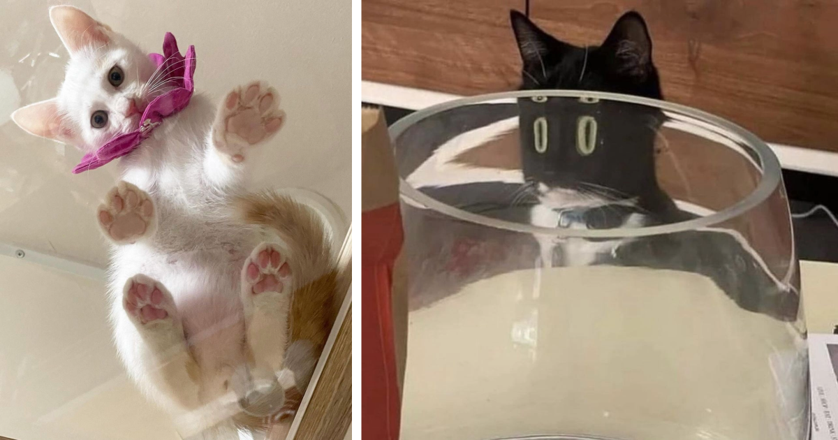 Hilarious And Heartwarming Pics Of When Cats And Glass Mix - I Can Has ...
