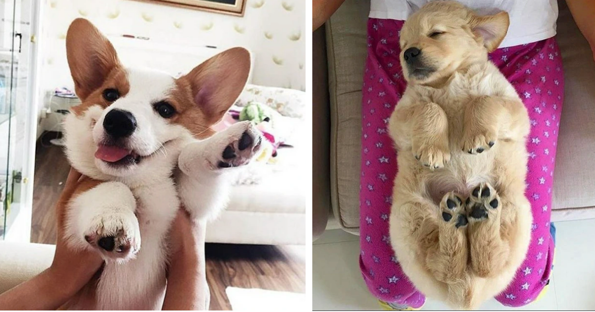 31 Perfectly Pawsitive Puppy Pics For A Pint-Sized Pick-Me-Up - Animal ...