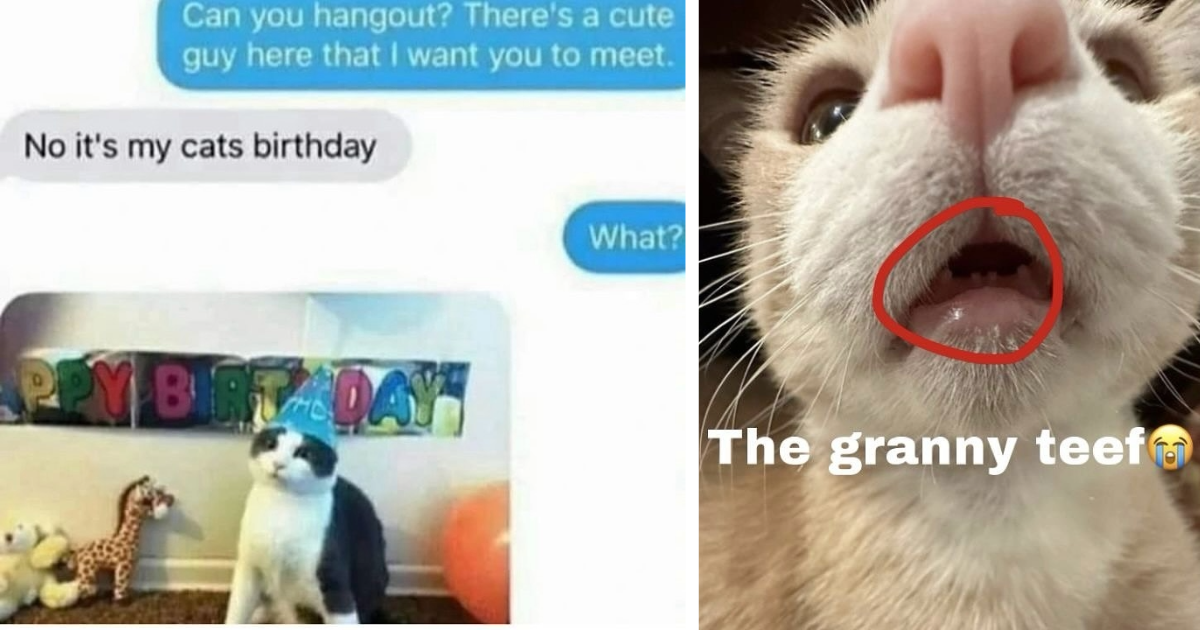 Kooky Cat Memes To Help You Get Weird This Feline Friday - I Can Has ...