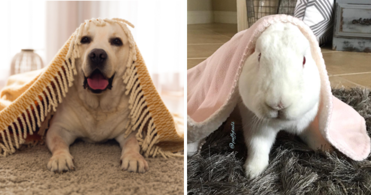 24 Cute Cozy Animal Companions Happily Snuggling Up For Winter Warmth ...