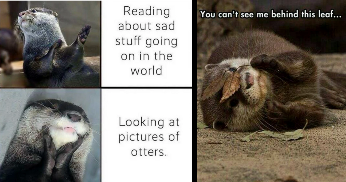 You Otter Look At These Otter Pics & Memes For A Silly Smile This ...