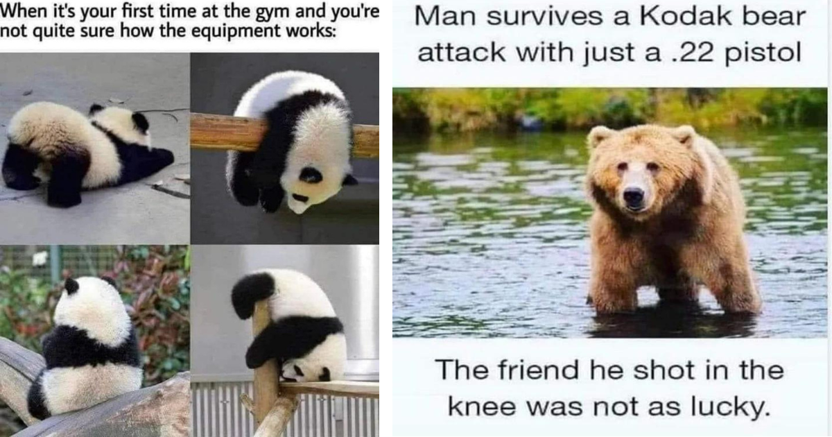 Unbearably Funny Bear Memes to Paws and Enjoy - Animal Comedy - Animal Comedy, funny animals ...