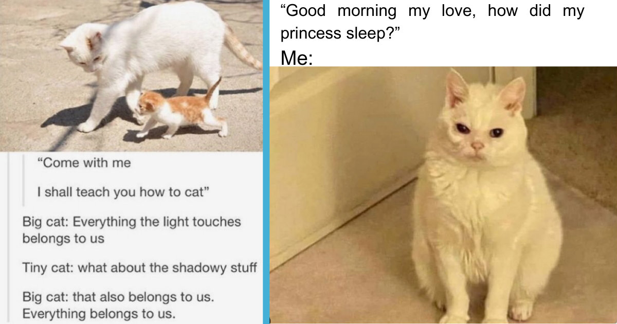 Caturday Night Fever: 35 Hilarious Cat Memes To Cure Your Weekend ...