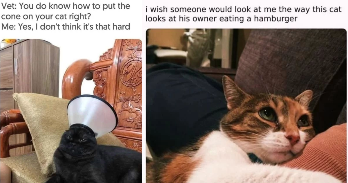 Cranky and Cute Cat Memes To Celebrate This Chilly Caturday - I Can Has ...