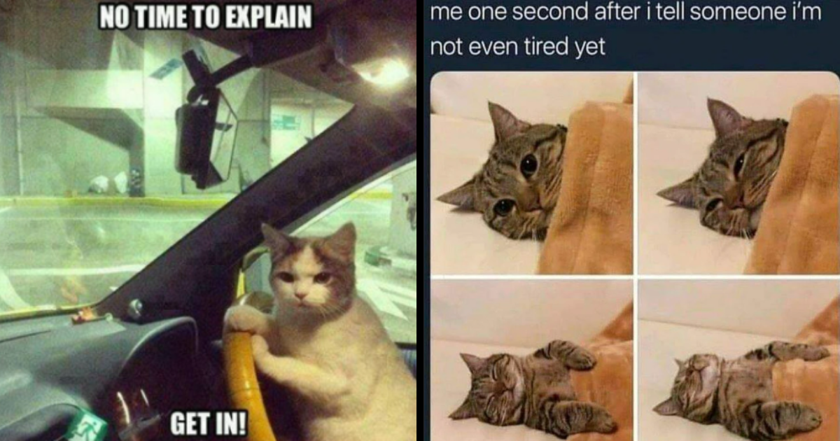 31 Purrfectly Hissterical Cat Memes For A Day Of Pawsitive Feline Fun ...