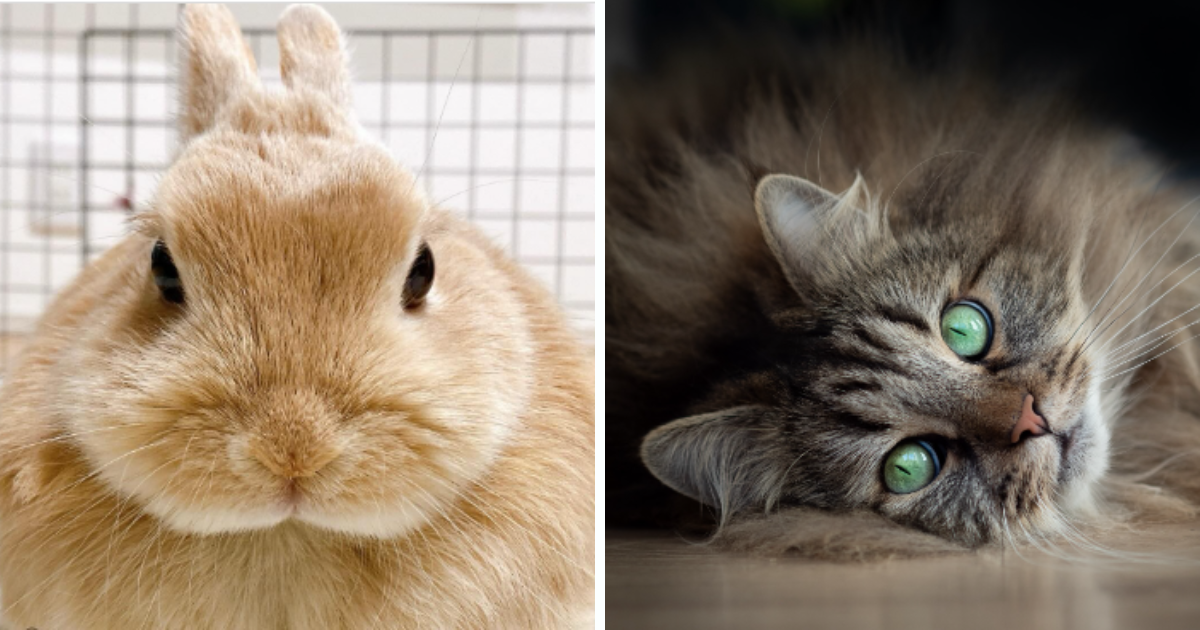 Fuzzy Friday With 23 Cute Cozy Animals For A Fun Fluffy End To The Week ...