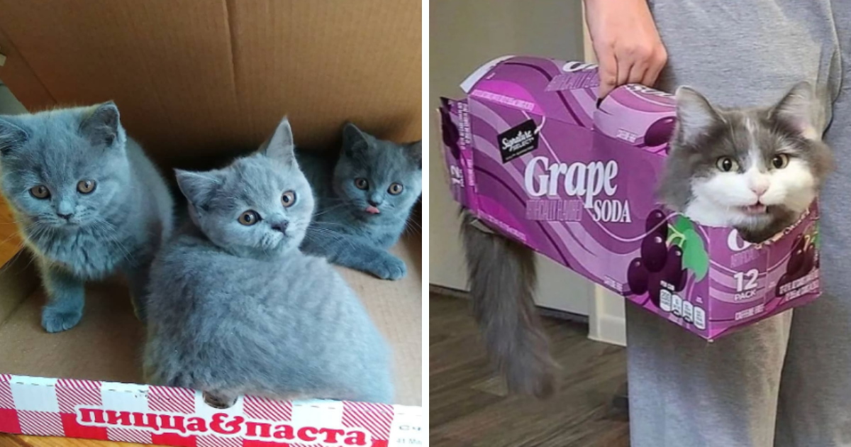 26 Fun Felines Sitting In Boxes For A Purrfect Day Of Friday Feline Fun ...