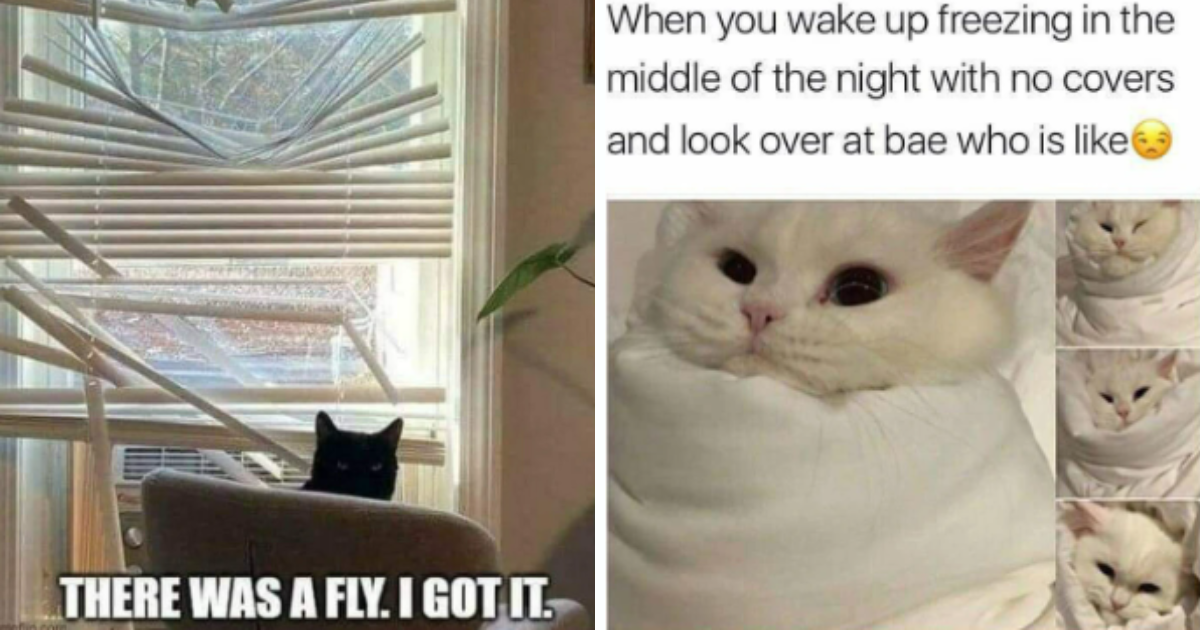 Kickstart The Weekend With 25 Hissterical Cat Memes For A Friday Of ...