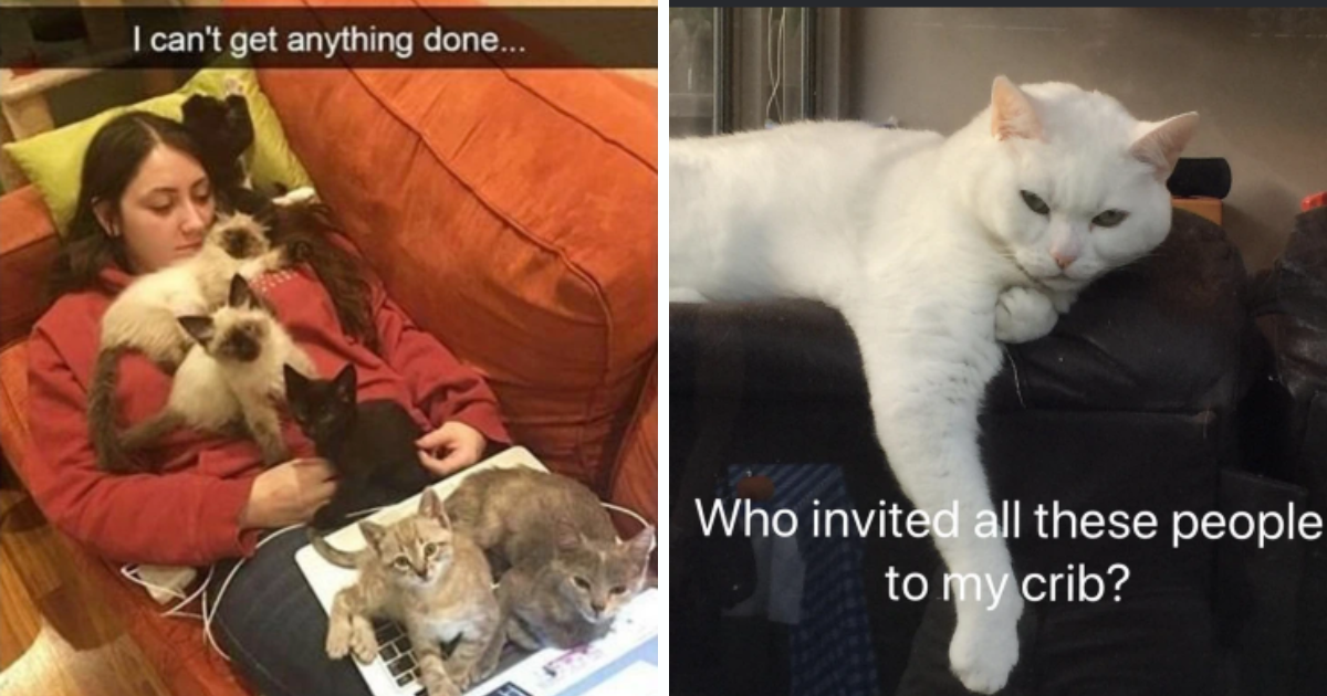 21 Pawsitively Hissterical Cat Memes For A Caturday Full Of Witty ...