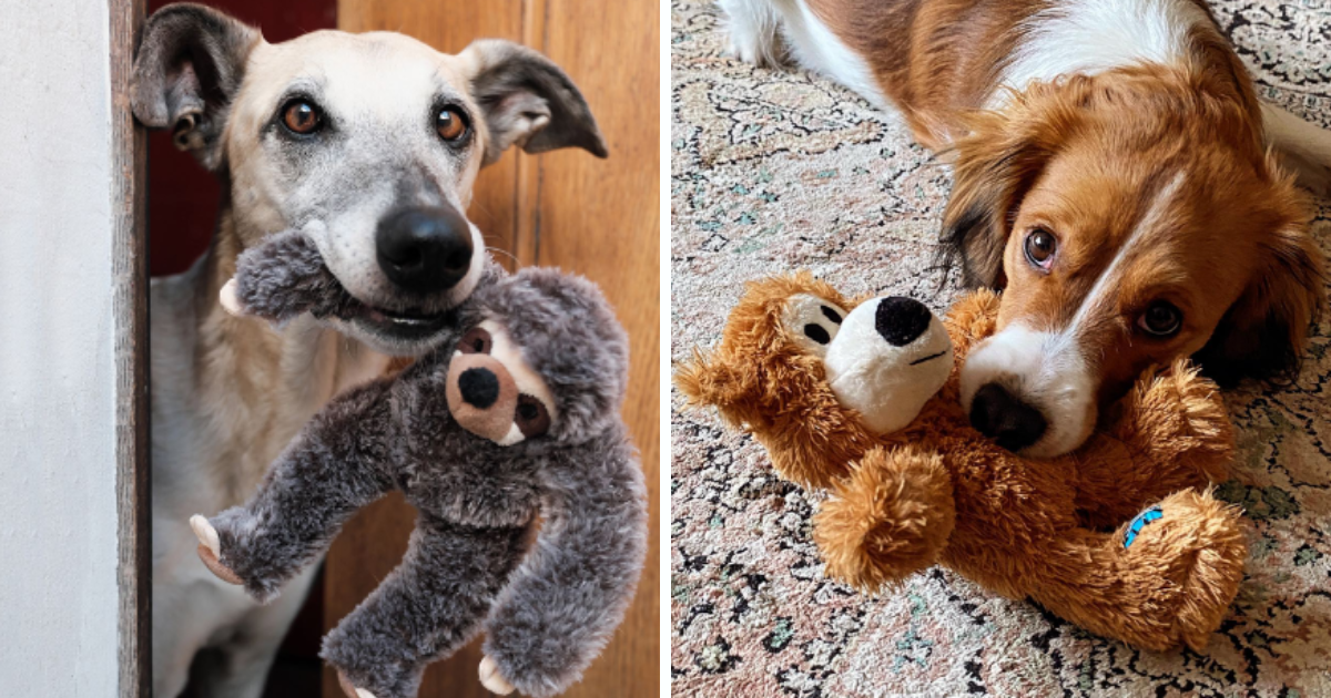 Fluffy Friends: 26 Cute Canines Cuddling Their Favorite Fluffy Toys ...