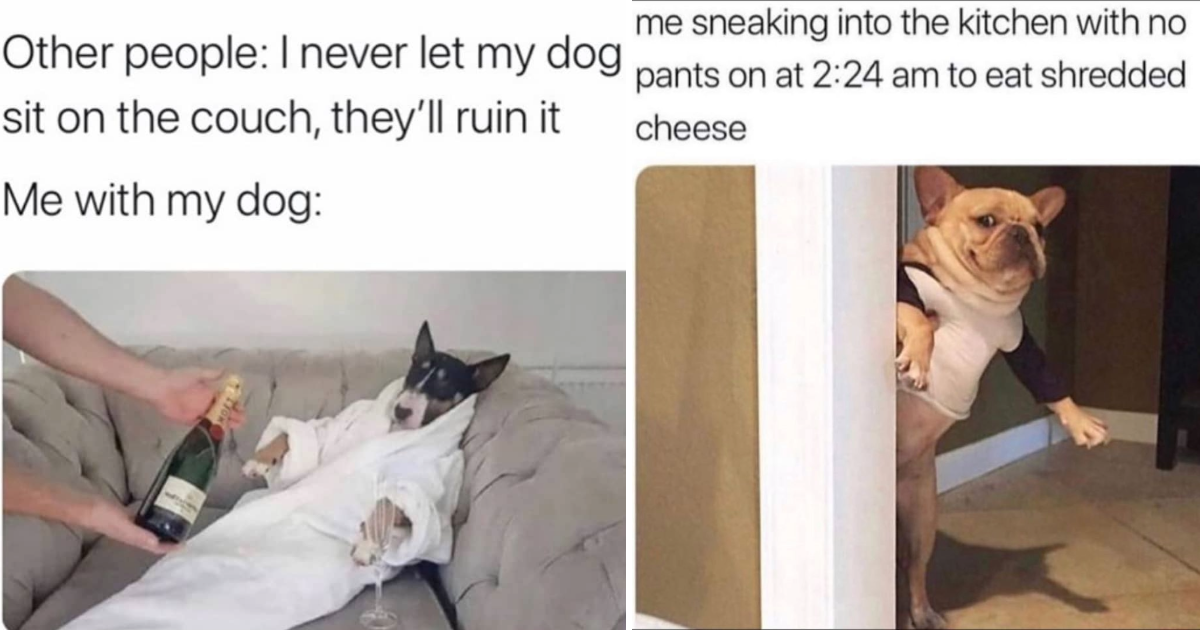 Relatable Memes Of Animals Trying To Keep It Together For The Work Week ...
