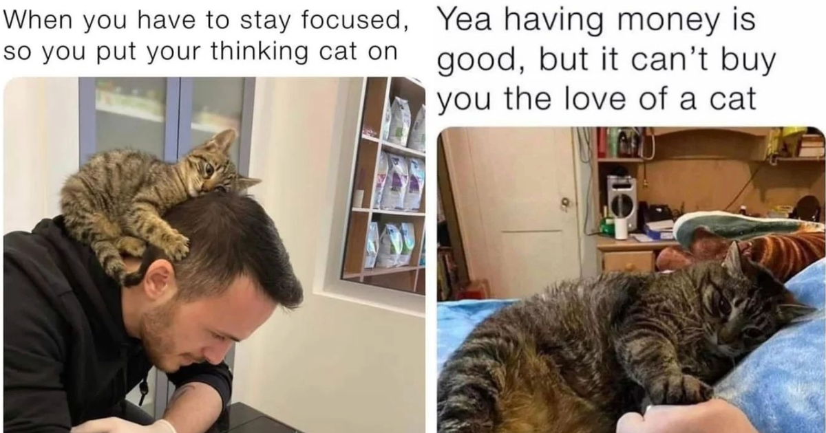 Utterly Heartwarming Cat Memes To Ease You Into Monday - I Can Has ...