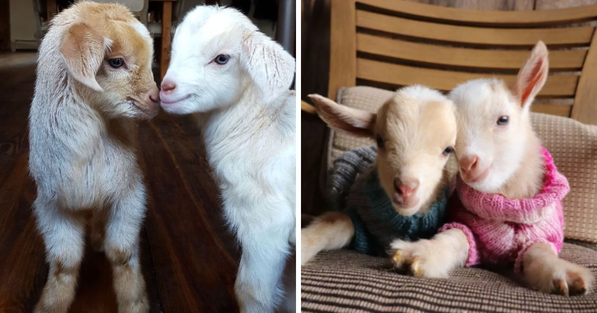 Animal Comedy - goat simulator - Animal Comedy - Animal Comedy, funny ...