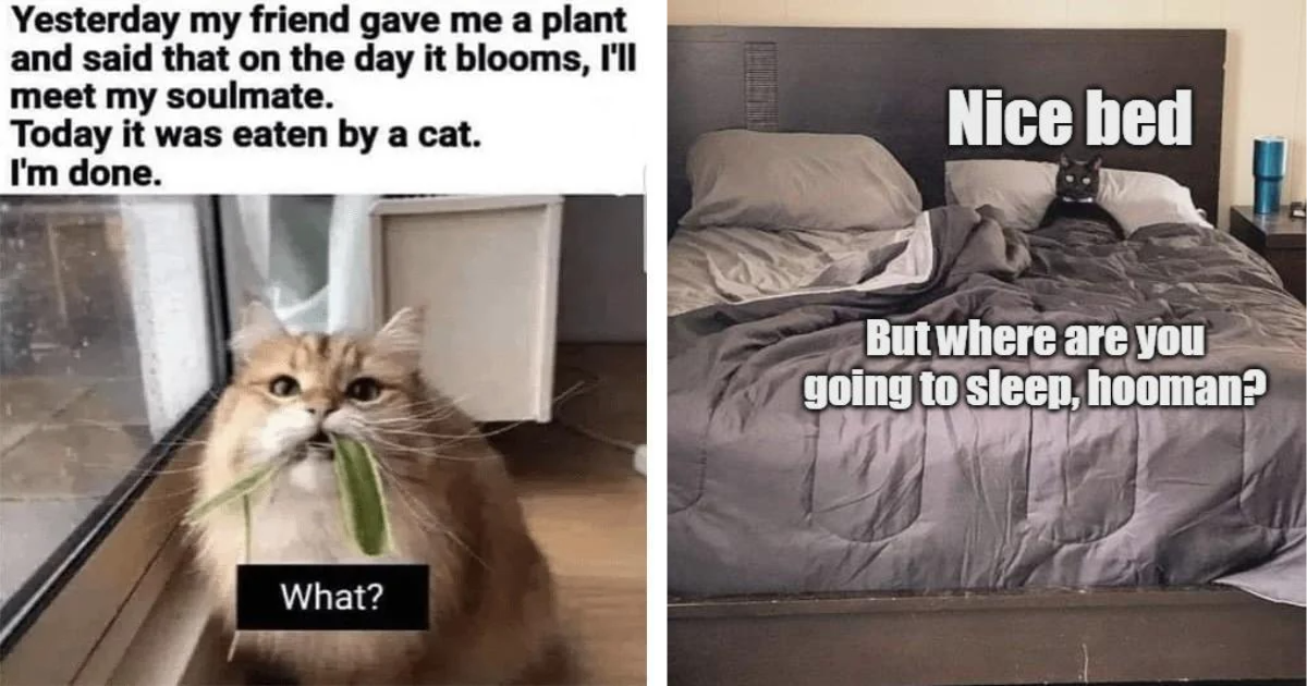Feline Crazy With These 26 Unhinged Cat Memes - I Can Has Cheezburger?