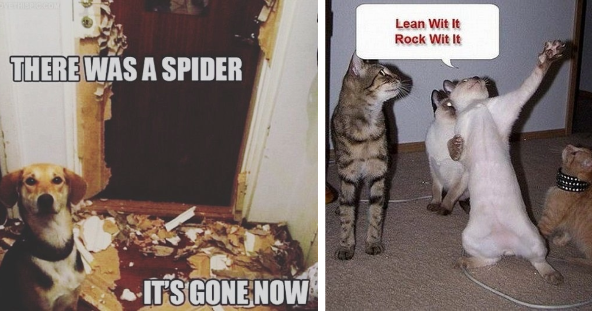 Energetic Adorable Animal Memes For Your Tuesday Mood Booster - Animal ...