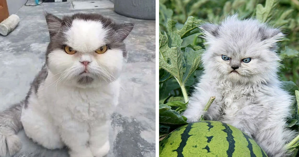 A Fiery Festival Of Feisty Fur Baby Felines In The Form Of 27 Awwdorably Grumpy Cats And Kittens ...