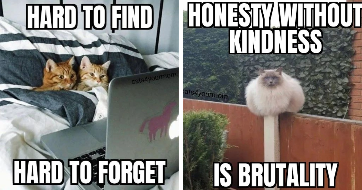 Spicy And Quirky Cat Memes To Help You Deal With Tuesday - I Can Has ...