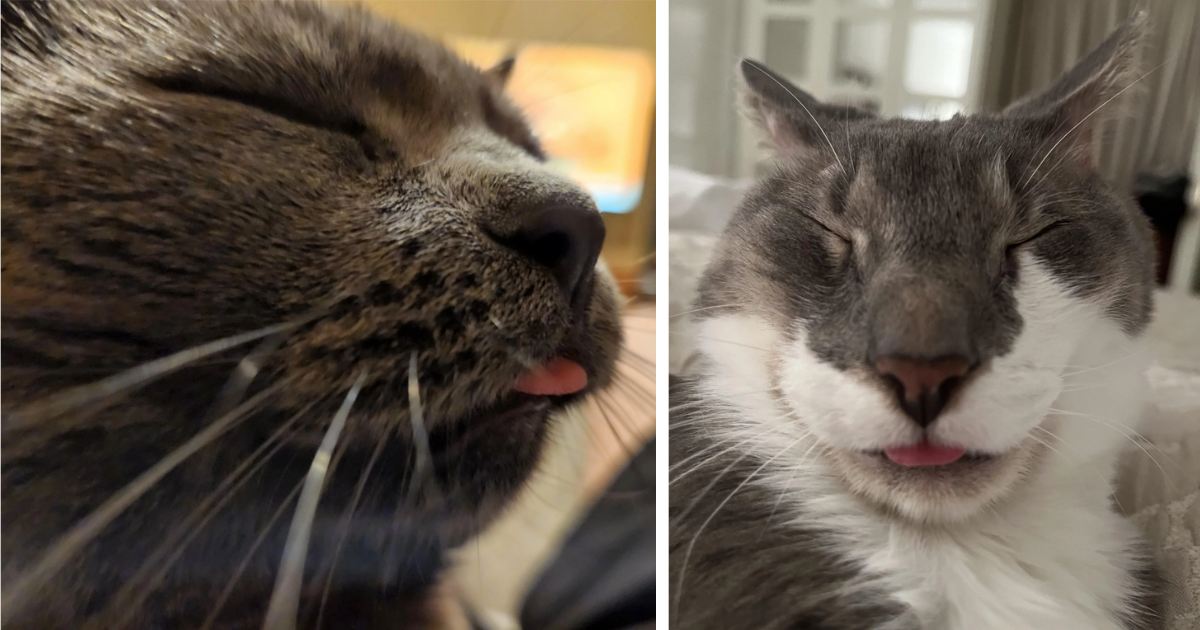 28 Purrfectly Zoomed In Cat Pics Showing Hilarious Close-Ups Of Cuteness And Seriously Silly ...