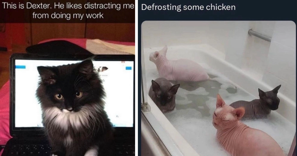 Sweet And Funny Feline Memes To Brighten Your Tuesday Morning - I Can ...