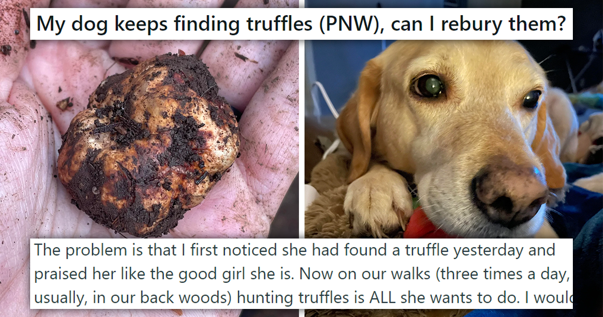 Praise-Addicted Dog Who Got Complimented For Finding 1 Truffle Now Won ...