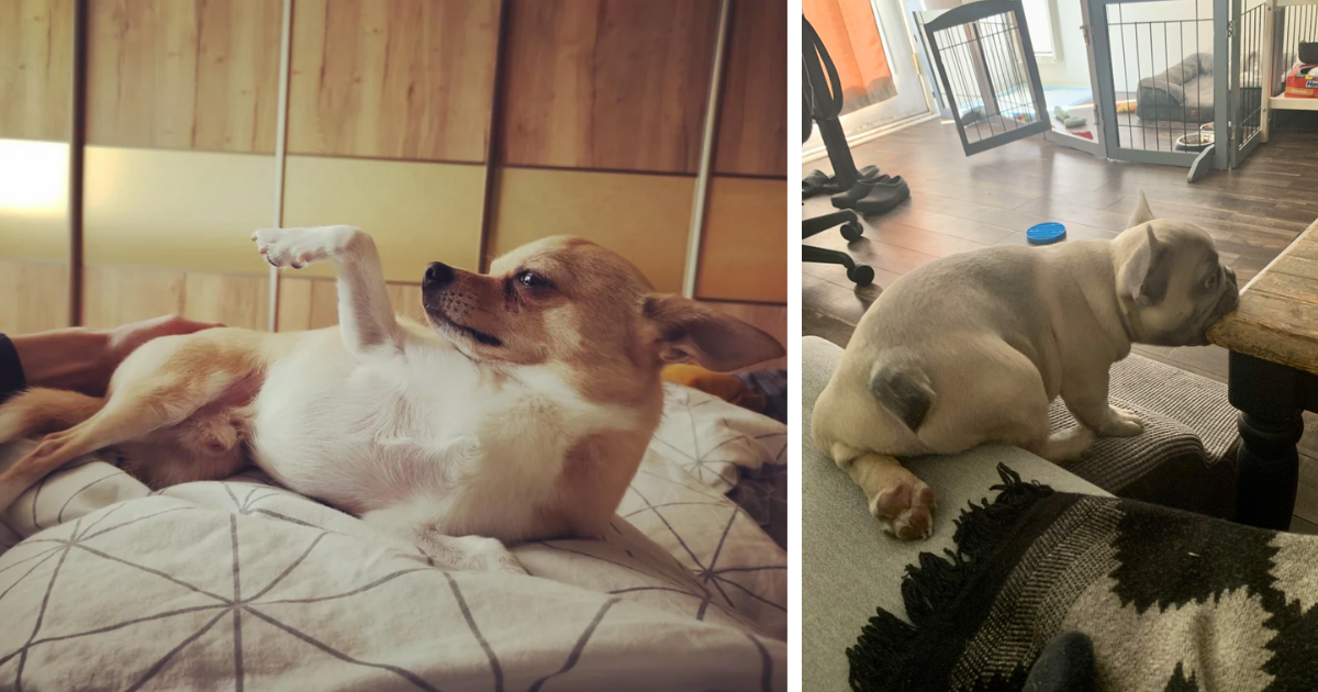28 Cheeky Canines Capturing Hearts By Showing Off Their Derpiest Doggo ...